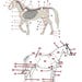 PRINTABLE Horse External and Skeletal Anatomy Worksheet - Etsy