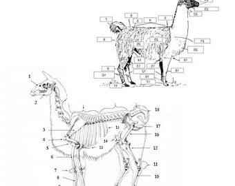 PRINTABLE Llama External Anatomy Worksheet - Etsy