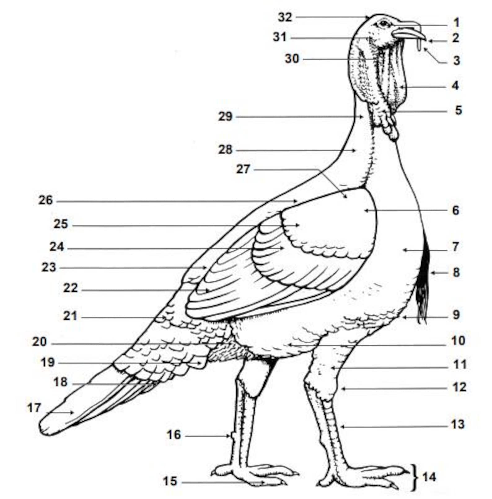 PRINTABLE Turkey External Anatomy Worksheet - Etsy