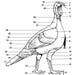 PRINTABLE Turkey External Anatomy Worksheet - Etsy