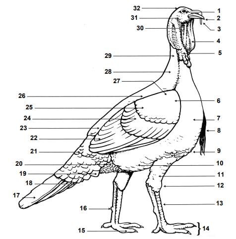 PRINTABLE Turkey External Anatomy Worksheet - Etsy