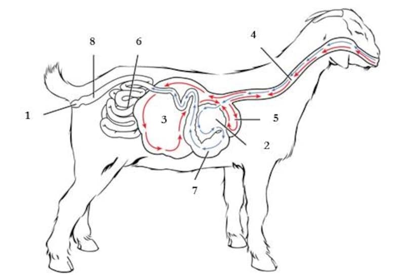 PRINTABLE Goat Digestive Anatomy Worksheet and Practice Pages Included ...