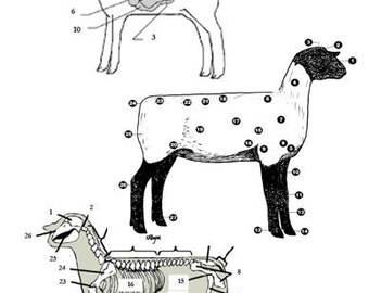 PRINTABLE Sheep External and Skeletal Anatomy Worksheet and Practice ...
