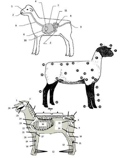 PRINTABLE Sheep External, Digestive, and Skeletal Anatomy Worksheet and ...