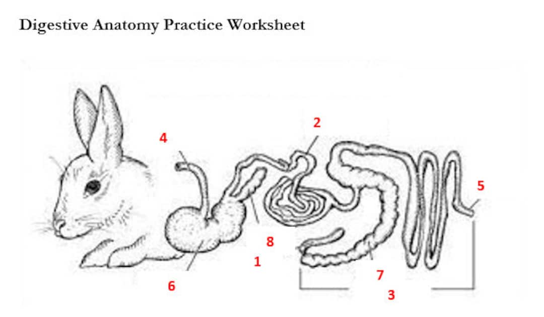 PRINTABLE Rabbit External and Digestive Anatomy Worksheet Bundle - Etsy