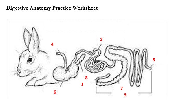 PRINTABLE Rabbit External and Digestive Anatomy Worksheet Bundle - Etsy