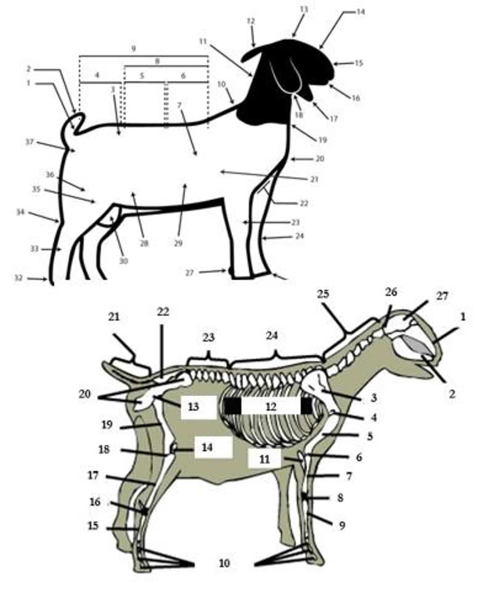 PRINTABLE Goat External and Skeletal Anatomy Worksheet and Practice ...