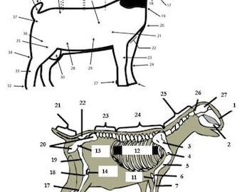 PRINTABLE Goat External Anatomy Worksheet - Etsy UK