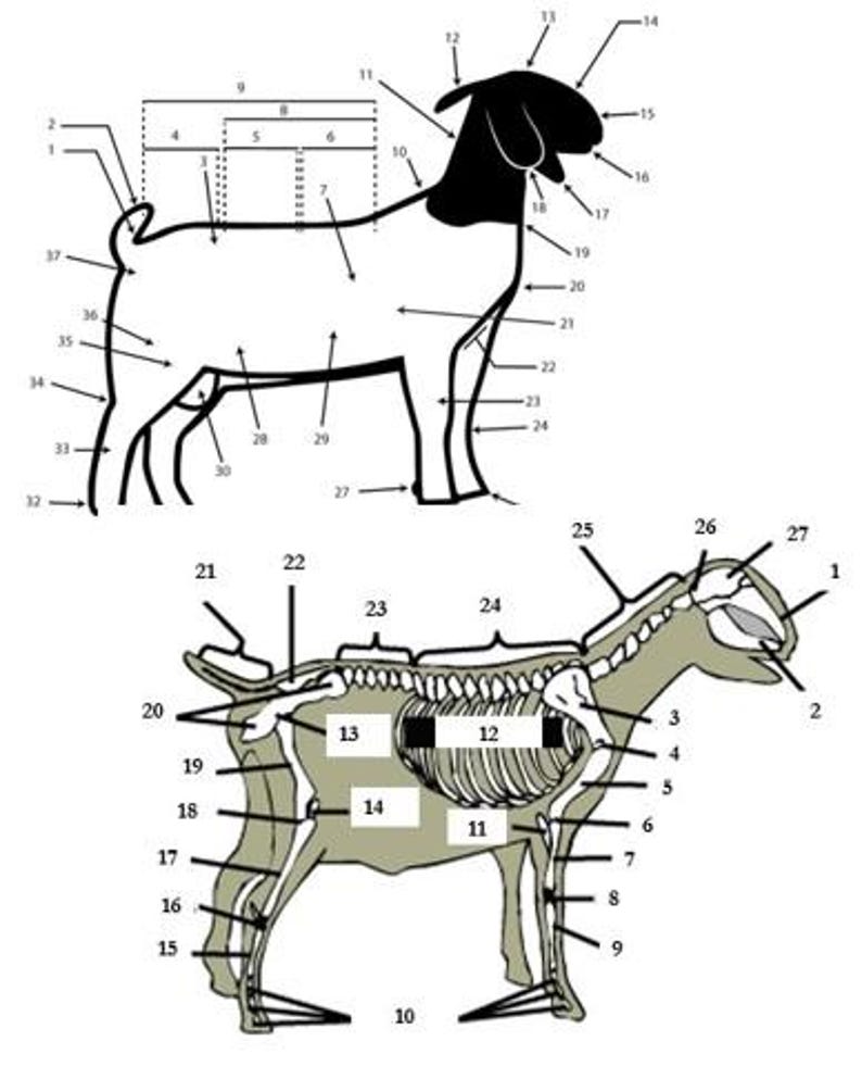 PRINTABLE Goat External and Skeletal Anatomy Worksheet and Practice ...