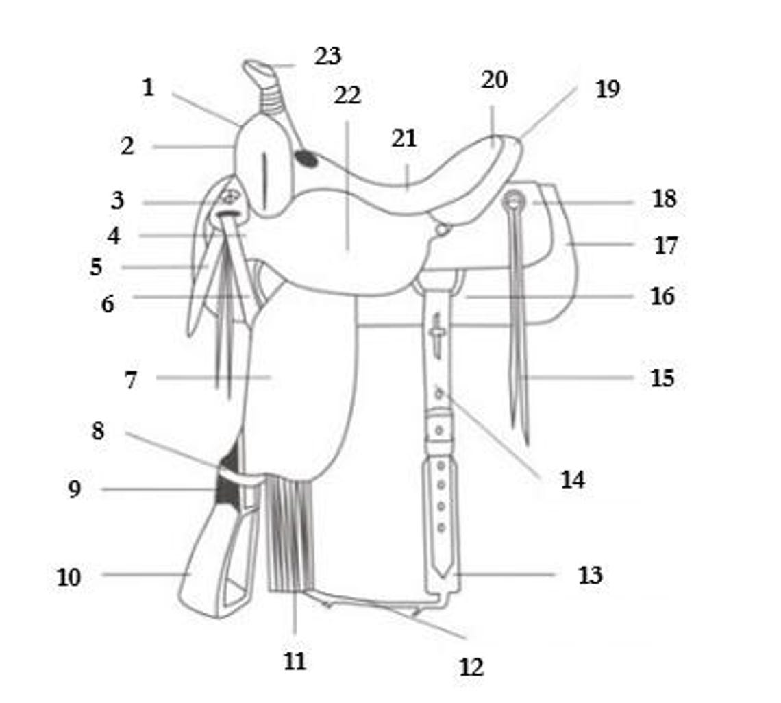 PRINTABLE Western Horse Saddle Anatomy Worksheet - Etsy