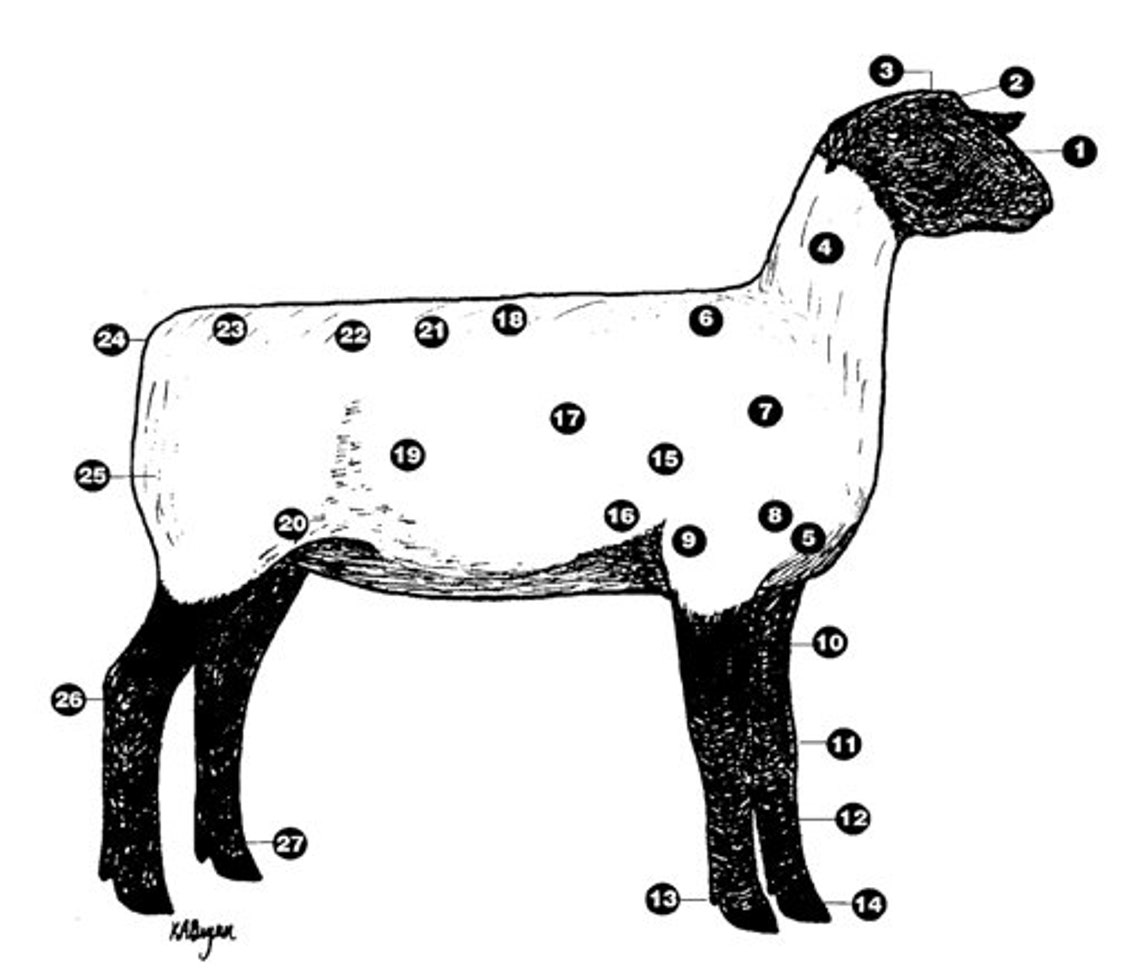 PRINTABLE Sheep External Anatomy Worksheet - Etsy