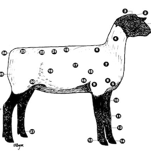 PRINTABLE Sheep External Anatomy Worksheet - Etsy