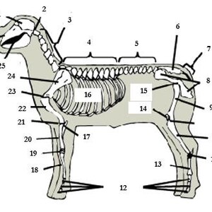 PRINTABLE Sheep Skeletal Anatomy Worksheet and Practice Sheet - Etsy