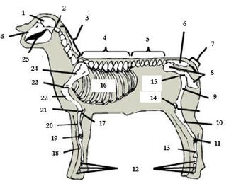 PRINTABLE Sheep External and Skeletal Anatomy Worksheet and Practice ...