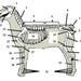 PRINTABLE Sheep Skeletal Anatomy Worksheet and Practice Sheet - Etsy