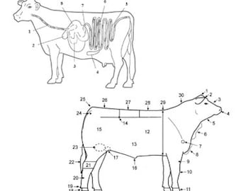 PRINTABLE Cattle External Anatomy Worksheet - Etsy