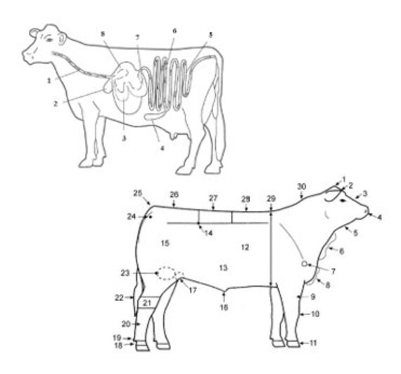 Cattle Digestive System Diagram
