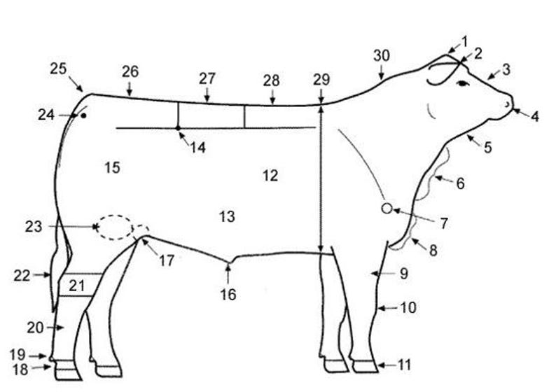 PRINTABLE Cattle External, Digestive, and Skeletal Anatomy Worksheet ...