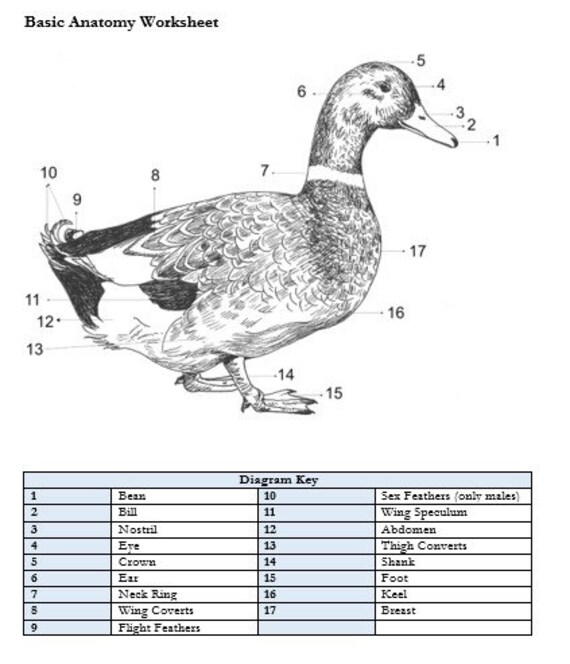 PRINTABLE Duck External Anatomy Worksheet - Etsy