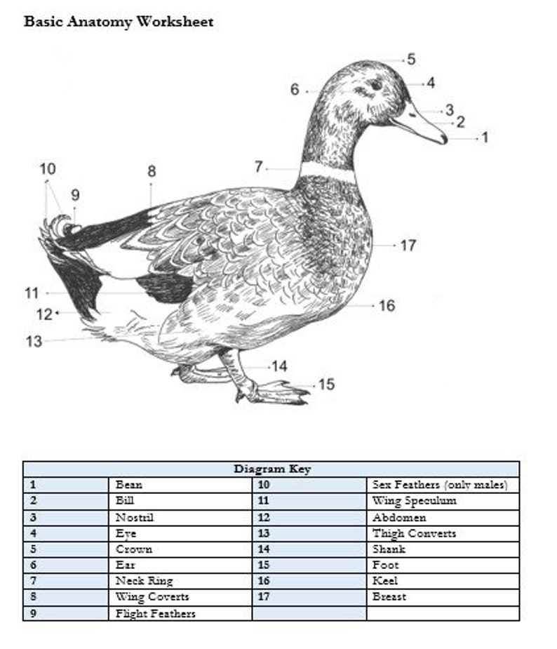 PRINTABLE Duck External Anatomy Worksheet - Etsy