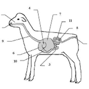 PRINTABLE Sheep Digestive Anatomy Worksheet and Practice Pages Included ...