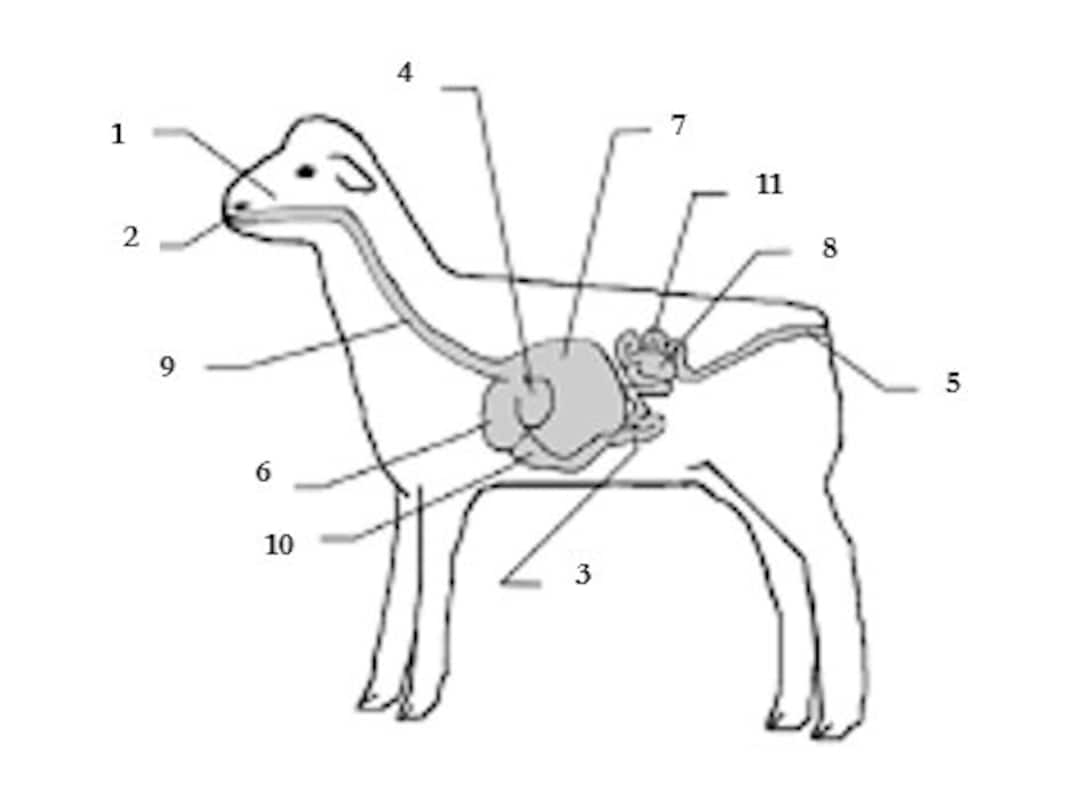 PRINTABLE Sheep Digestive Anatomy Worksheet and Practice Pages Included ...