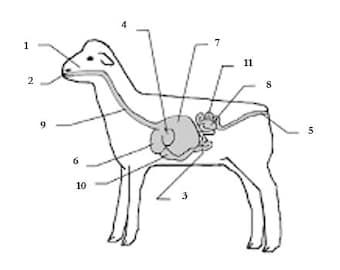 PRINTABLE Sheep External, Digestive, and Skeletal Anatomy Worksheet and ...