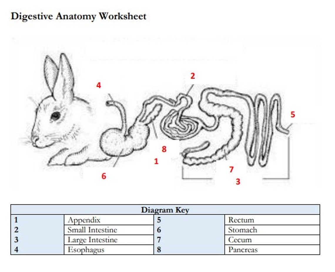 PRINTABLE Rabbit Digestive Anatomy Worksheet and Practice Pages ...
