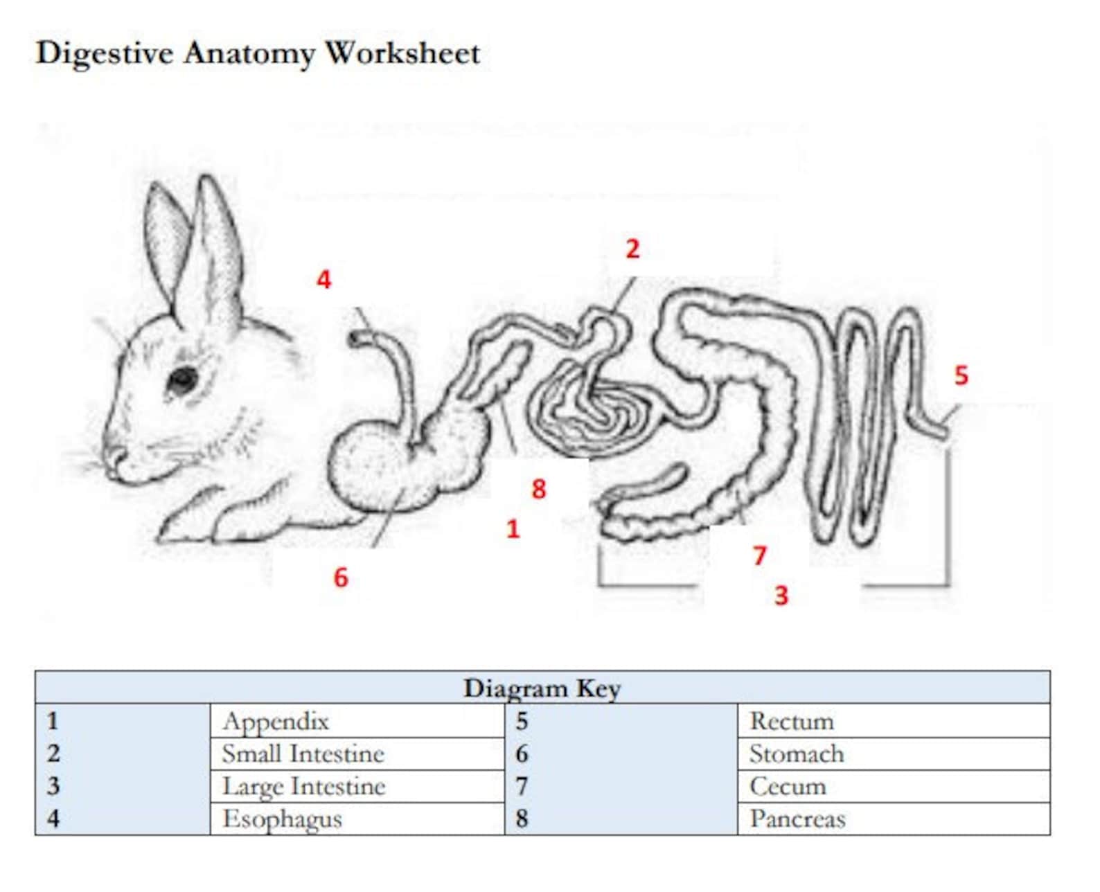 PRINTABLE Rabbit Digestive Anatomy Worksheet and Practice Pages ...