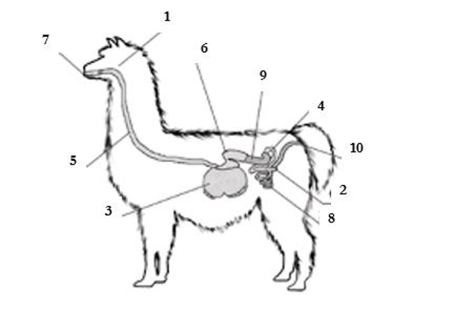 PRINTABLE Llama Digestive Anatomy Worksheet and Practice Pages Included ...
