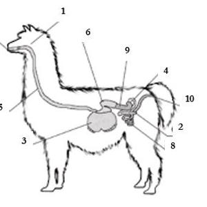 PRINTABLE Llama Digestive Anatomy Worksheet and Practice Pages Included ...