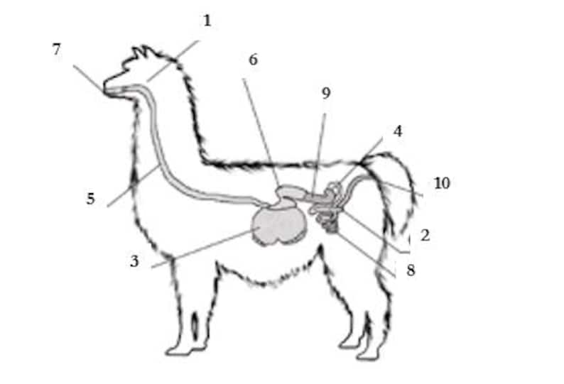PRINTABLE Llama Digestive Anatomy Worksheet and Practice Pages Included ...