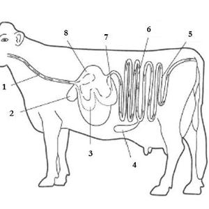 PRINTABLE Cattle Digestive Anatomy Worksheet and Practice Pages ...