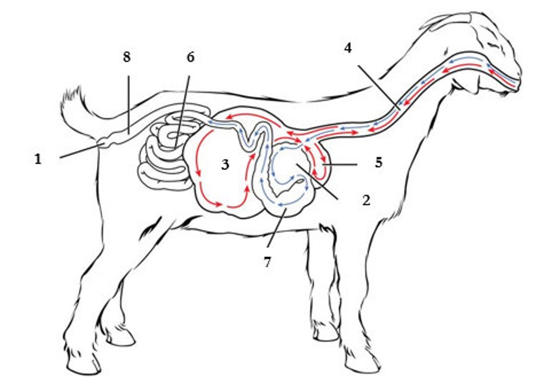 PRINTABLE Goat Digestive Anatomy Worksheet and Practice Pages Included ...