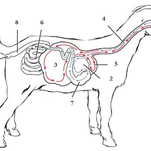PRINTABLE Goat Digestive Anatomy Worksheet and Practice Pages Included ...