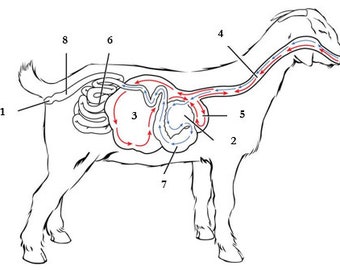 PRINTABLE Sheep Digestive Anatomy Worksheet and Practice Pages Included ...