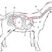 PRINTABLE Goat Digestive Anatomy Worksheet and Practice Pages Included ...