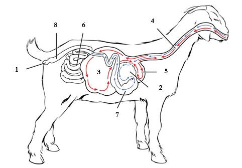 PRINTABLE Goat Digestive Anatomy Worksheet and Practice Pages Included ...