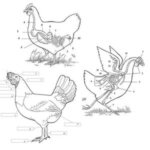 PRINTABLE Chicken External, Digestive, and Skeletal Anatomy Worksheet ...