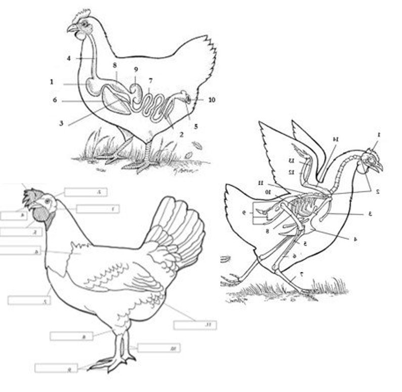 PRINTABLE Chicken External, Digestive, and Skeletal Anatomy Worksheet ...