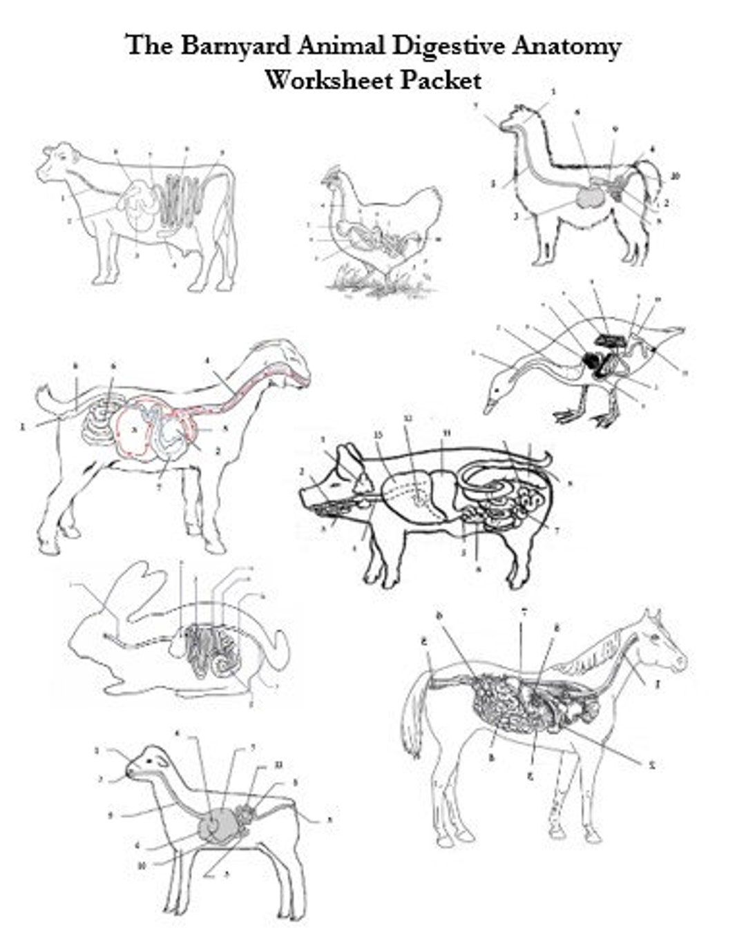 PRINTABLE Barnyard Animal Digestive Anatomy Bundle: Cattle, Chicken ...