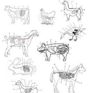 PRINTABLE Barnyard Animal Digestive Anatomy Bundle: Cattle, Chicken ...