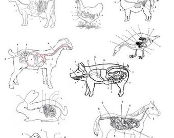 PRINTABLE Complete Barnyard External Anatomy Worksheets Includes ...