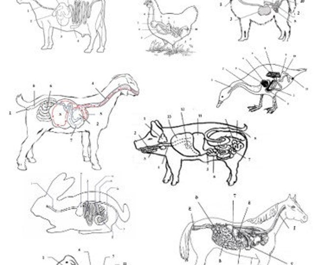 PRINTABLE Barnyard Animal Digestive Anatomy Bundle: Cattle, Chicken ...