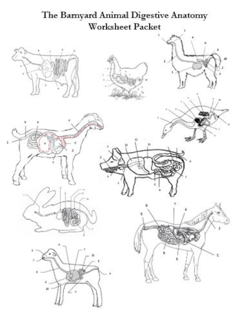 PRINTABLE Barnyard Animal Digestive Anatomy Bundle: Cattle, Chicken ...