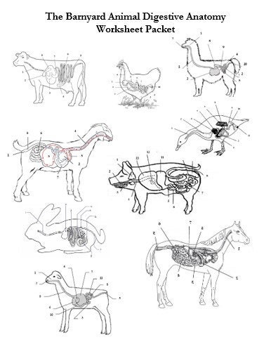 PRINTABLE Barnyard Animal Digestive Anatomy Bundle: Cattle, Chicken ...