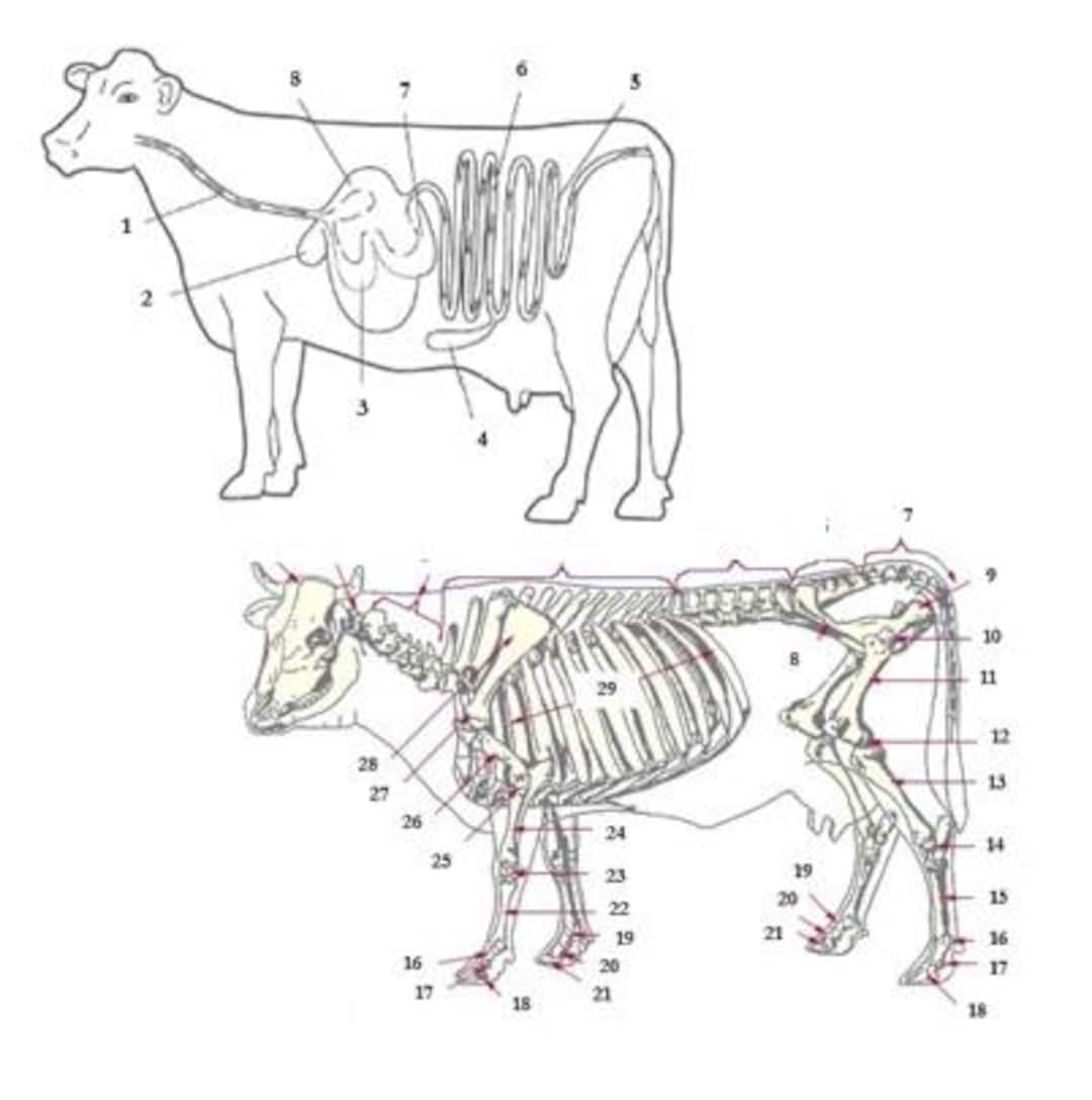 PRINTABLE Cattle Skeletal and Digestive Anatomy Worksheet Bundle - Etsy