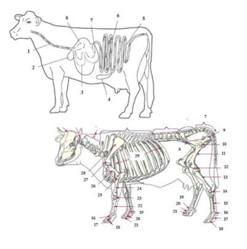 PRINTABLE Cattle Skeletal and Digestive Anatomy Worksheet Bundle - Etsy