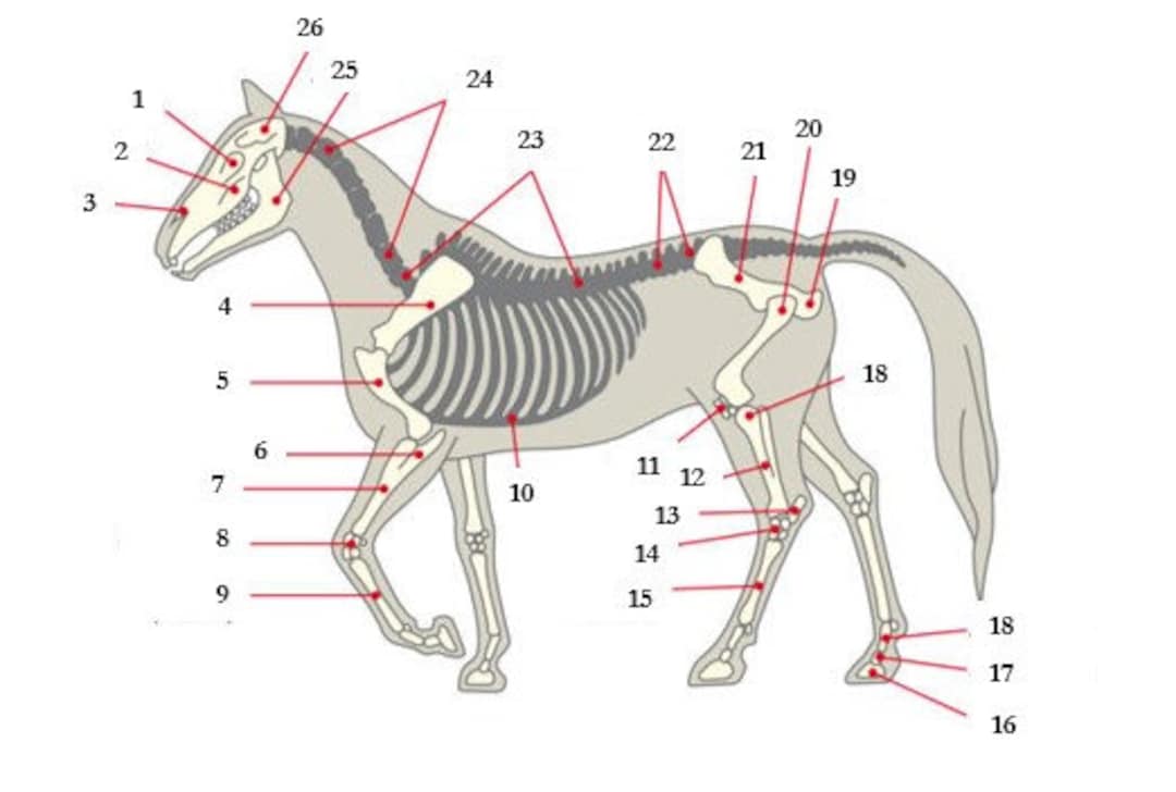 PRINTABLE Horse Skeletal Anatomy Worksheet and Practice Sheet - Etsy