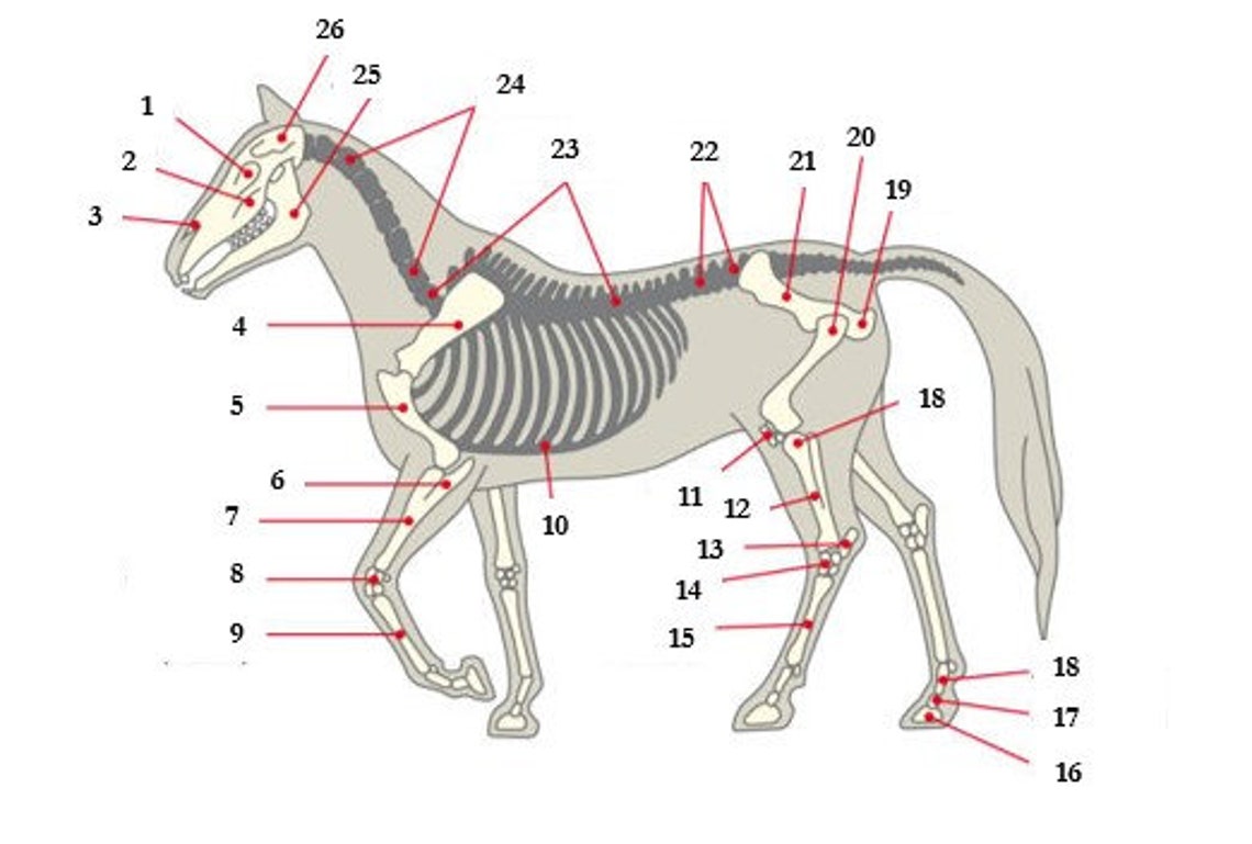 PRINTABLE Horse Skeletal Anatomy Worksheet and Practice Sheet - Etsy